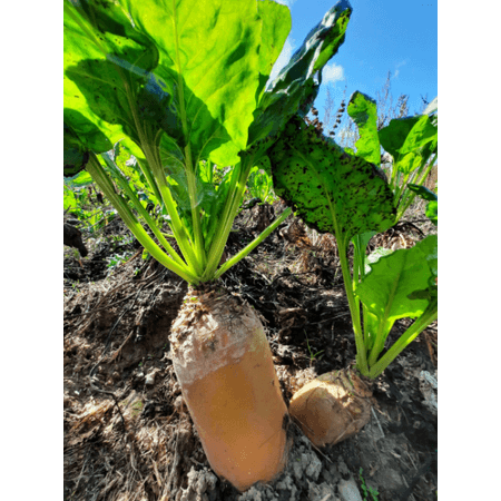 Brigadier (Mangel Type) Fodder Beet Seed only £103.00