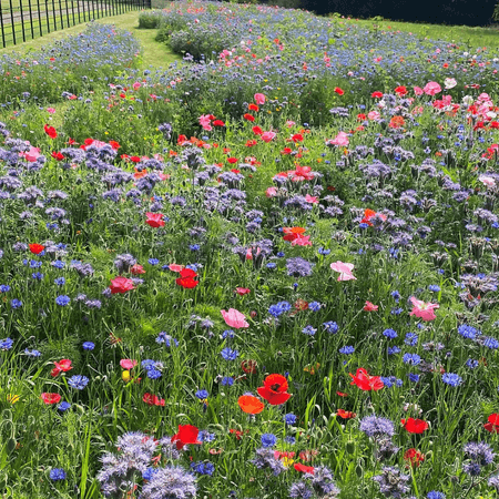 Colourful Wildflower Seed Mixture