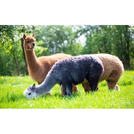 Alpaca Mixture Long Term 4-6 Years only £80.27