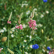 Standard Wildflower Seed Mixture from £14.09
