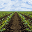 Basic Soil Test only £25.00