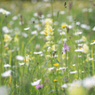 Heavy Soils Wildflower Mixture from £21.15