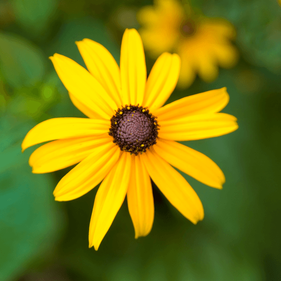 Bees Knees Wildflower Seed Mixture from £13.85