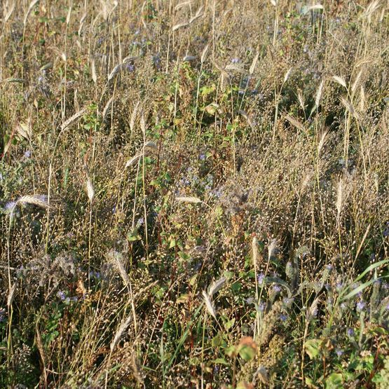 Partridge Cover Seed Mix only £82.25